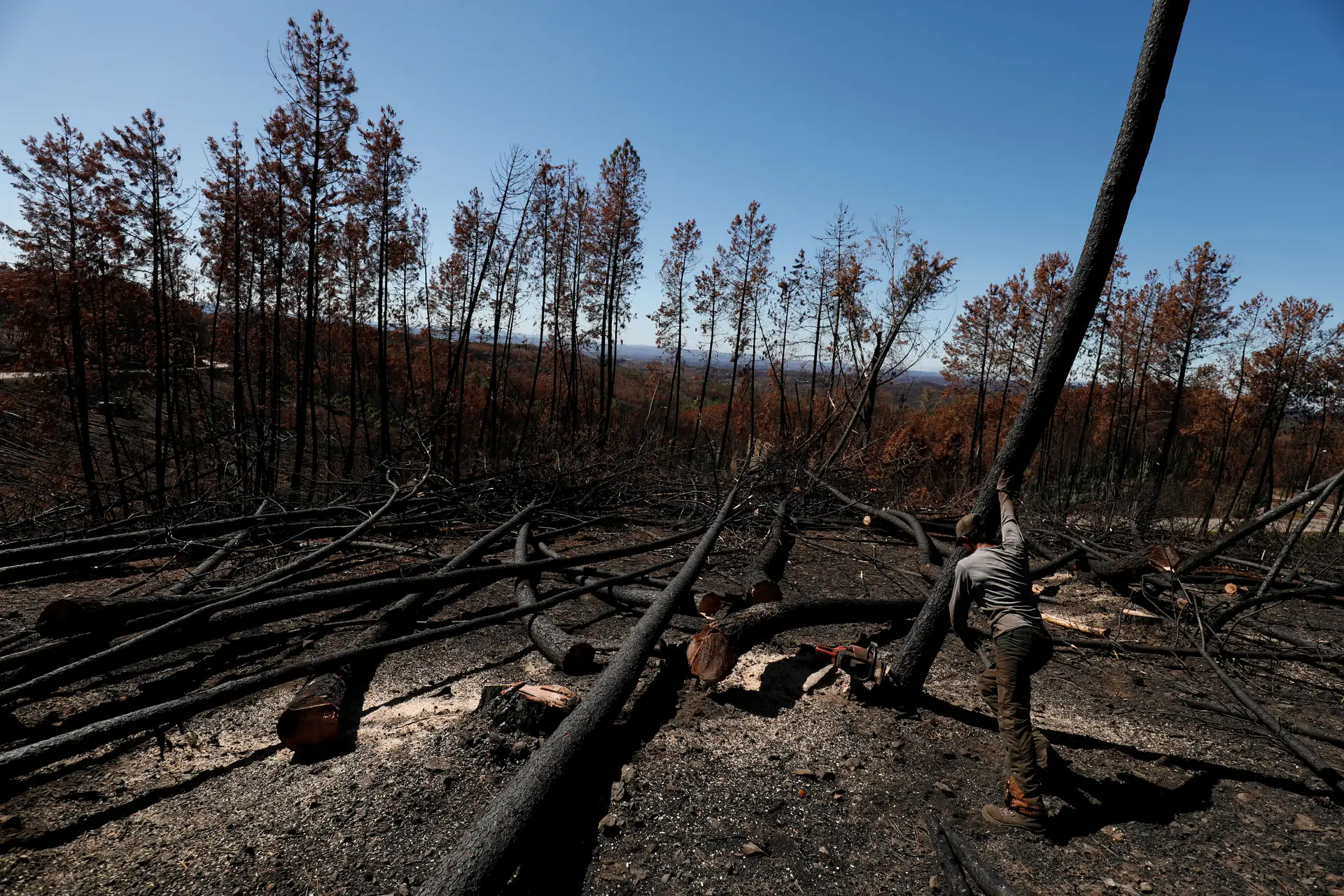 ICNF arrasa Plano contra incêndios de Pedrógão Grande - SIC Notícias