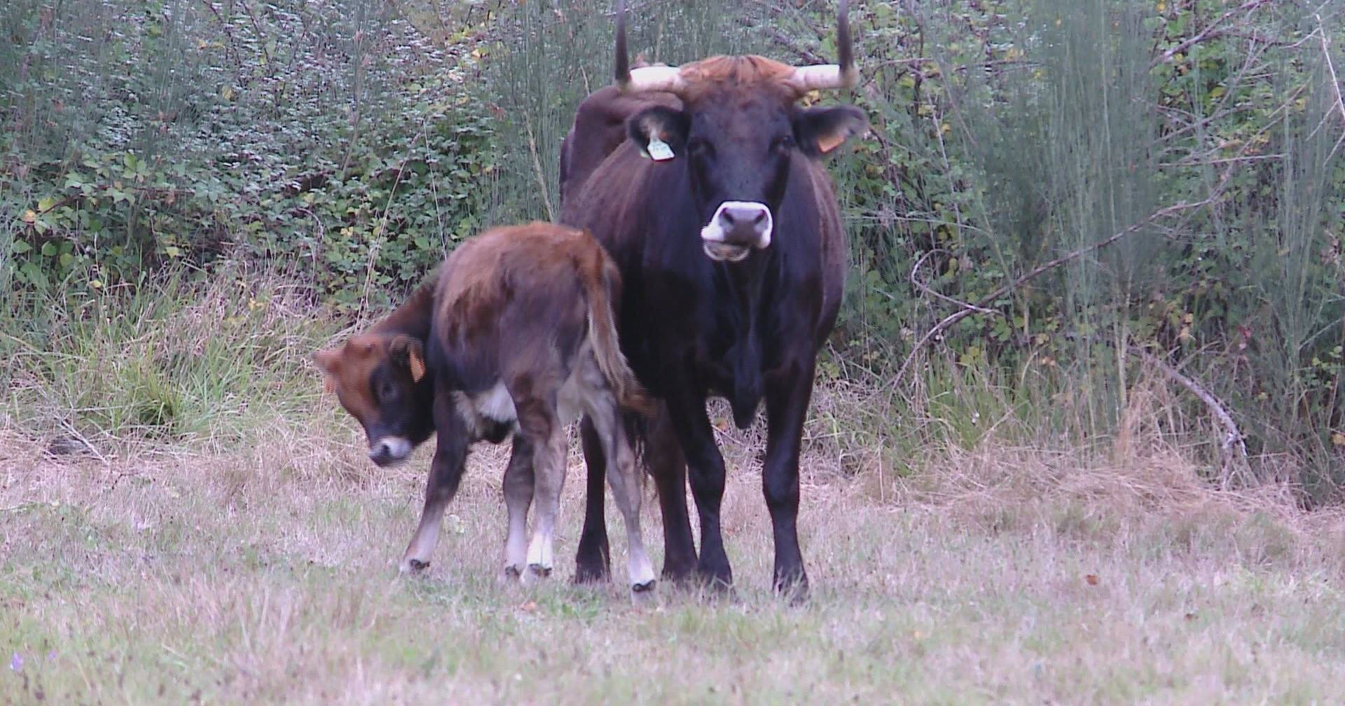 Produtores destacam a importância da vaca maronesa para a ...