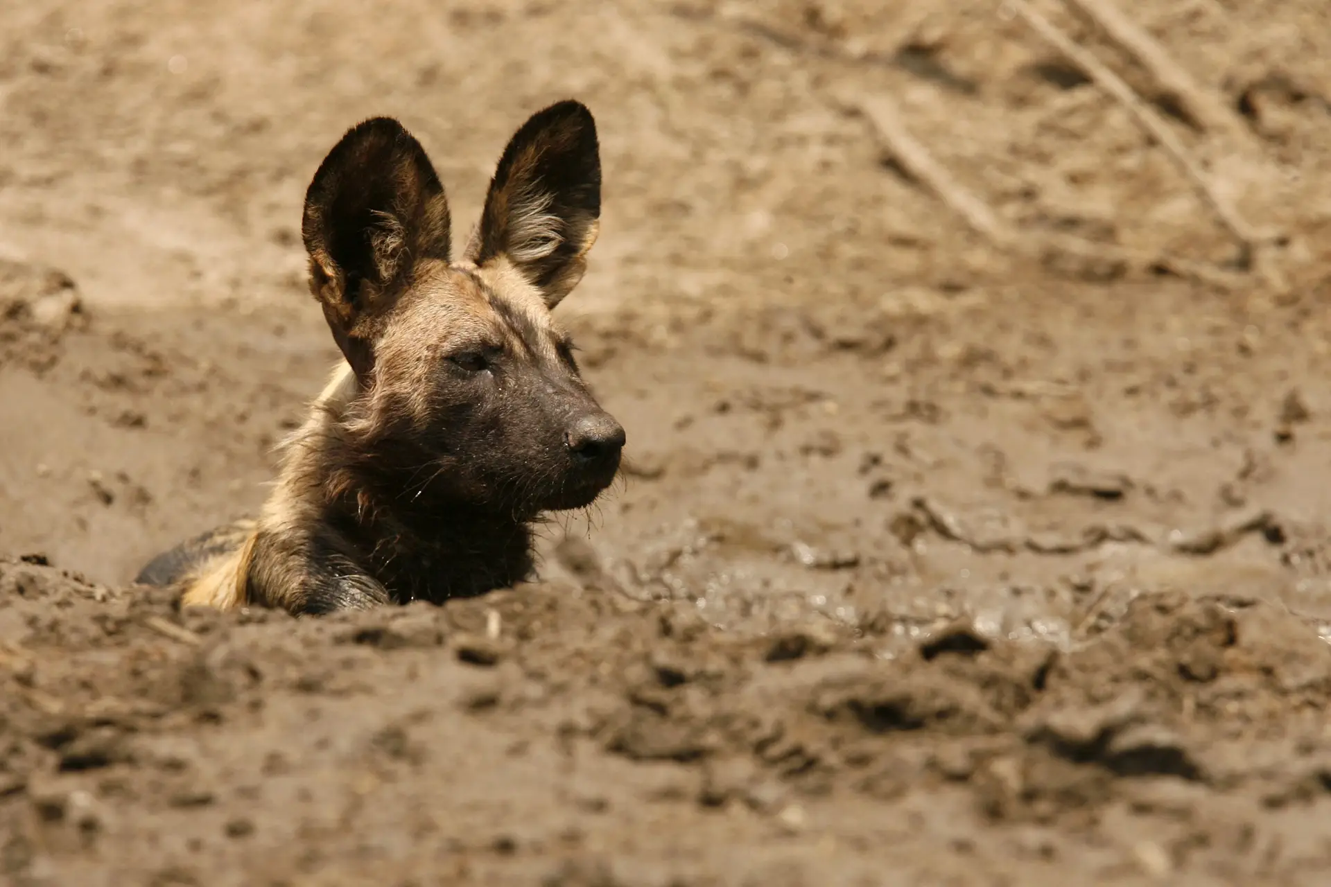 Parque Nacional da Gorongosa recebe mabecos da África do Sul - SIC Notícias
