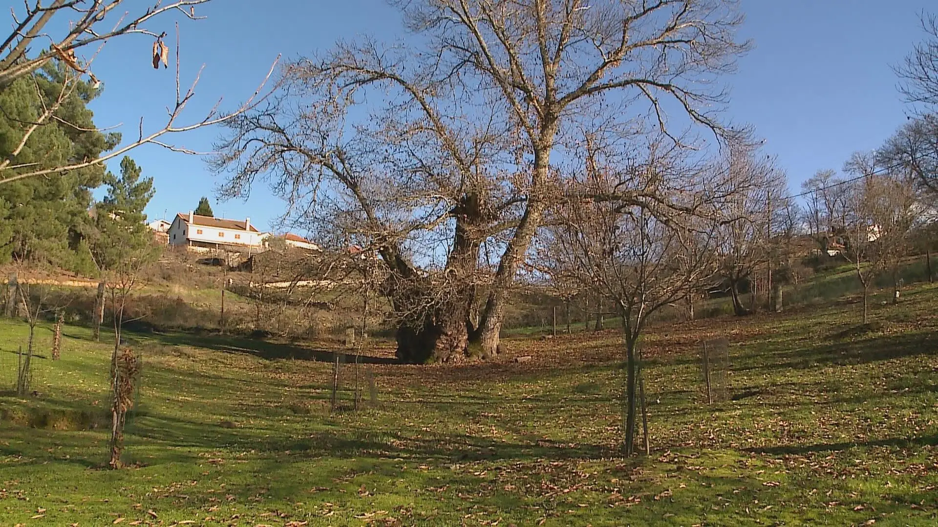 Castanheiro com 2 mil anos é a "árvore portuguesa de 2020" - SIC Notícias