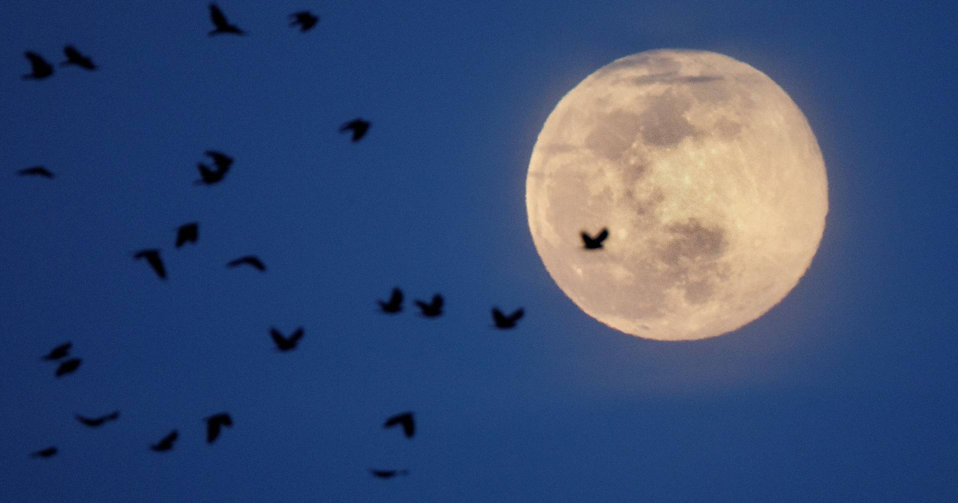 As imagens da Super Lua Rosa - SIC Notícias