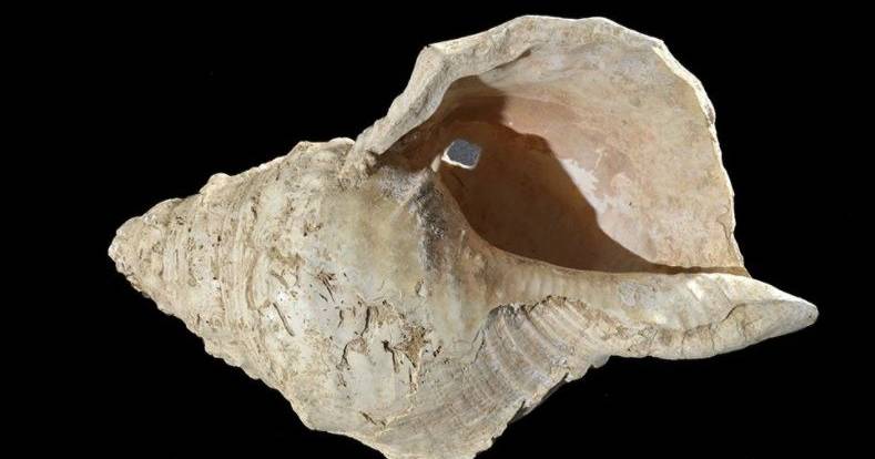 Búzio com 18.000 anos descoberto numa caverna ainda funciona como ...