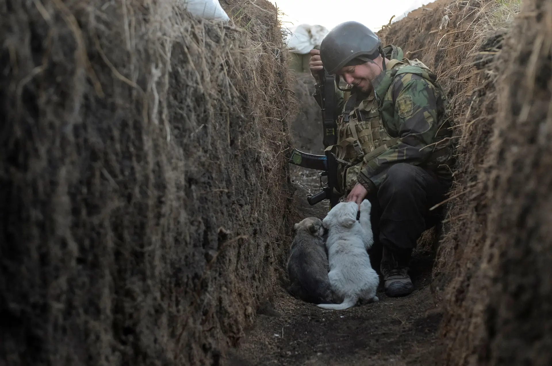 As fotos do dia. Dois cachorros e um soldado num cenário de guerra ...