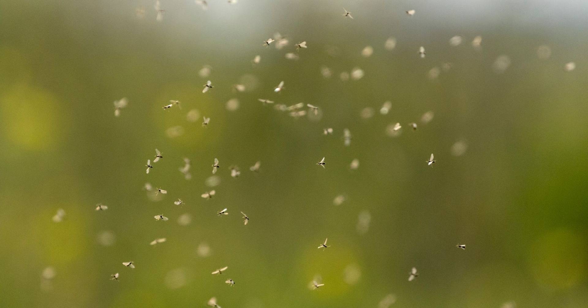 Descoberta espécie de mosca-formiga que só existe em Portugal - SIC ...