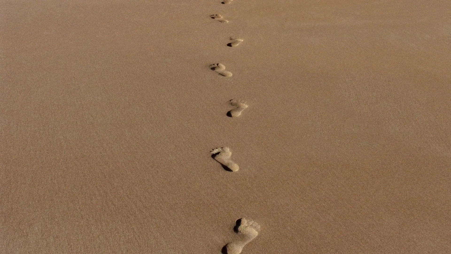 O bicho homem em quatro episódios - SIC Notícias