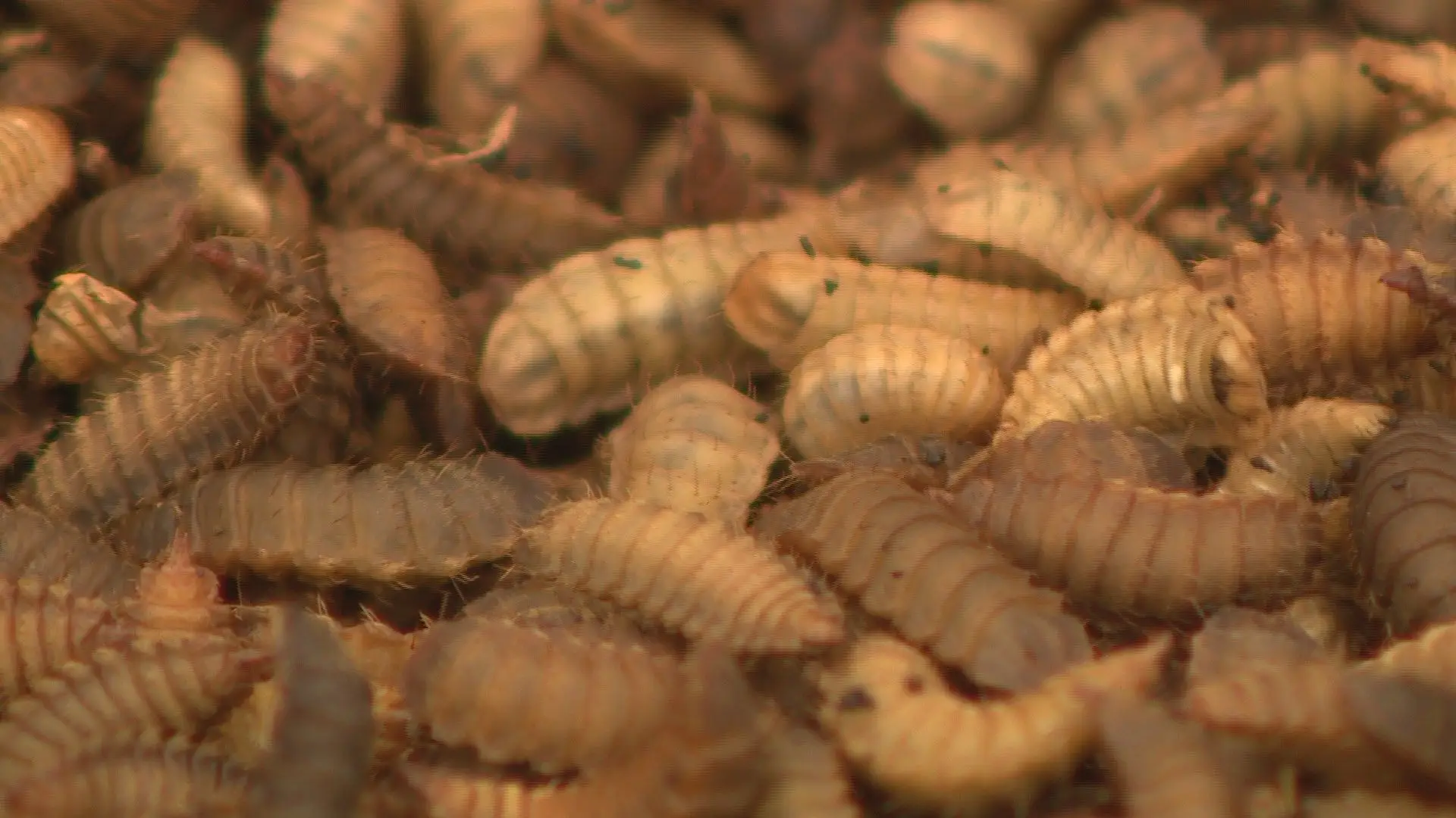 Direção-Geral da Alimentação e Veterinária autoriza consumo de sete ...