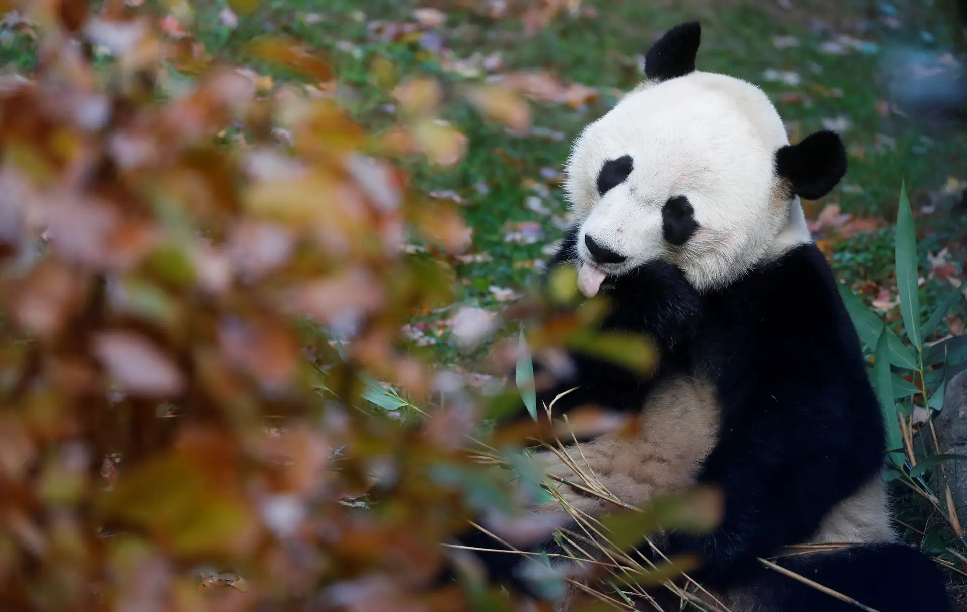 Panda gigante deixa de ser espécie em perigo de extinção na China - SIC ...