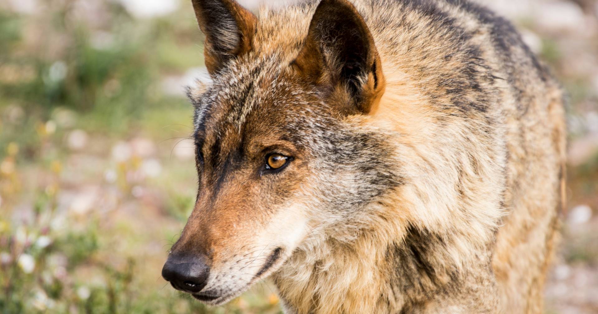 Festival em Fafião celebra lobo-ibérico em semana de apresentação do ...