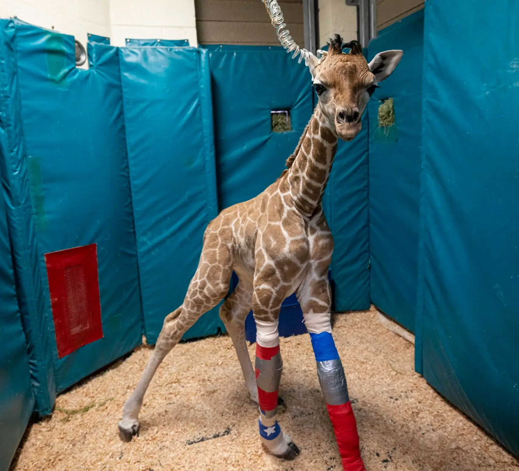 Como um aparelho ortopédico salvou a vida de uma cria de girafa - SIC ...