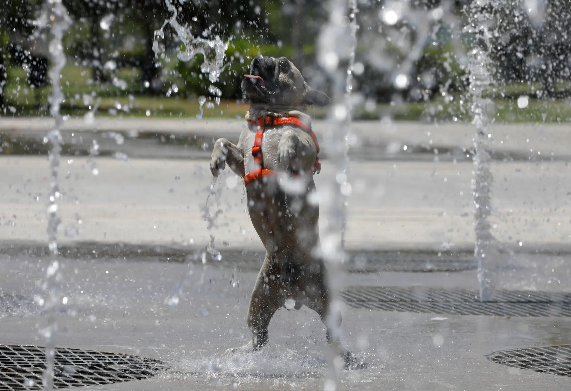 Europa a derreter com o calor - SIC Notícias