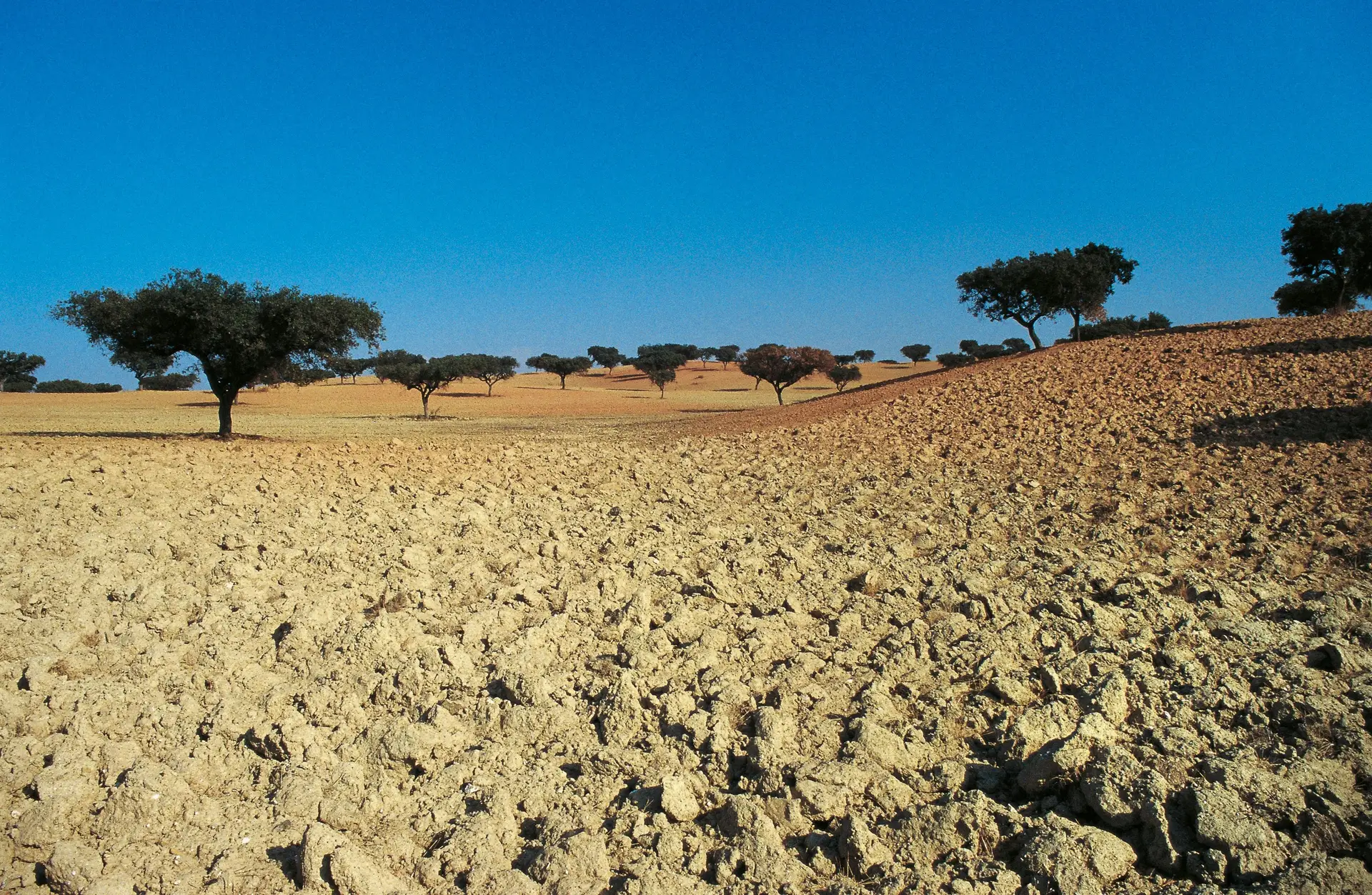 Seca: "Este ano é uma espécie de ensaio para o que pode vir aí" - SIC ...
