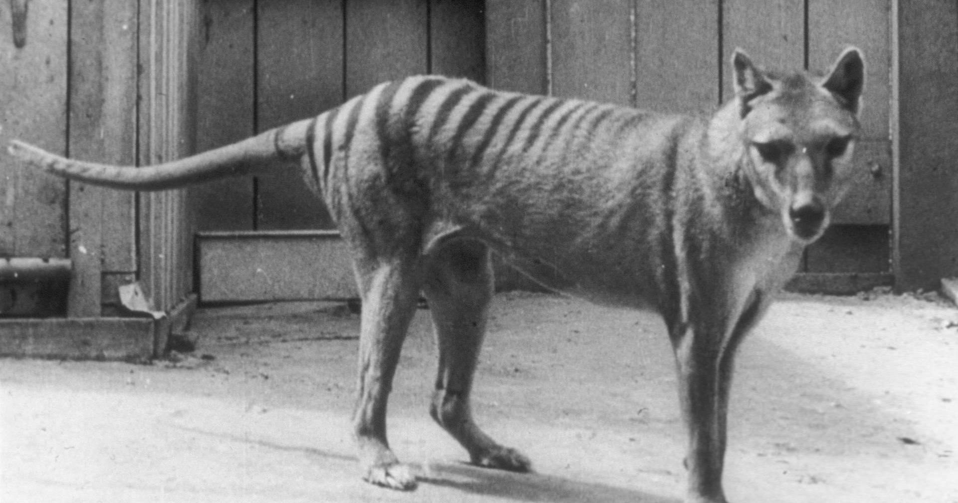 Tigre-da-Tasmânia pode voltar à vida quase 90 anos após a extinção ...