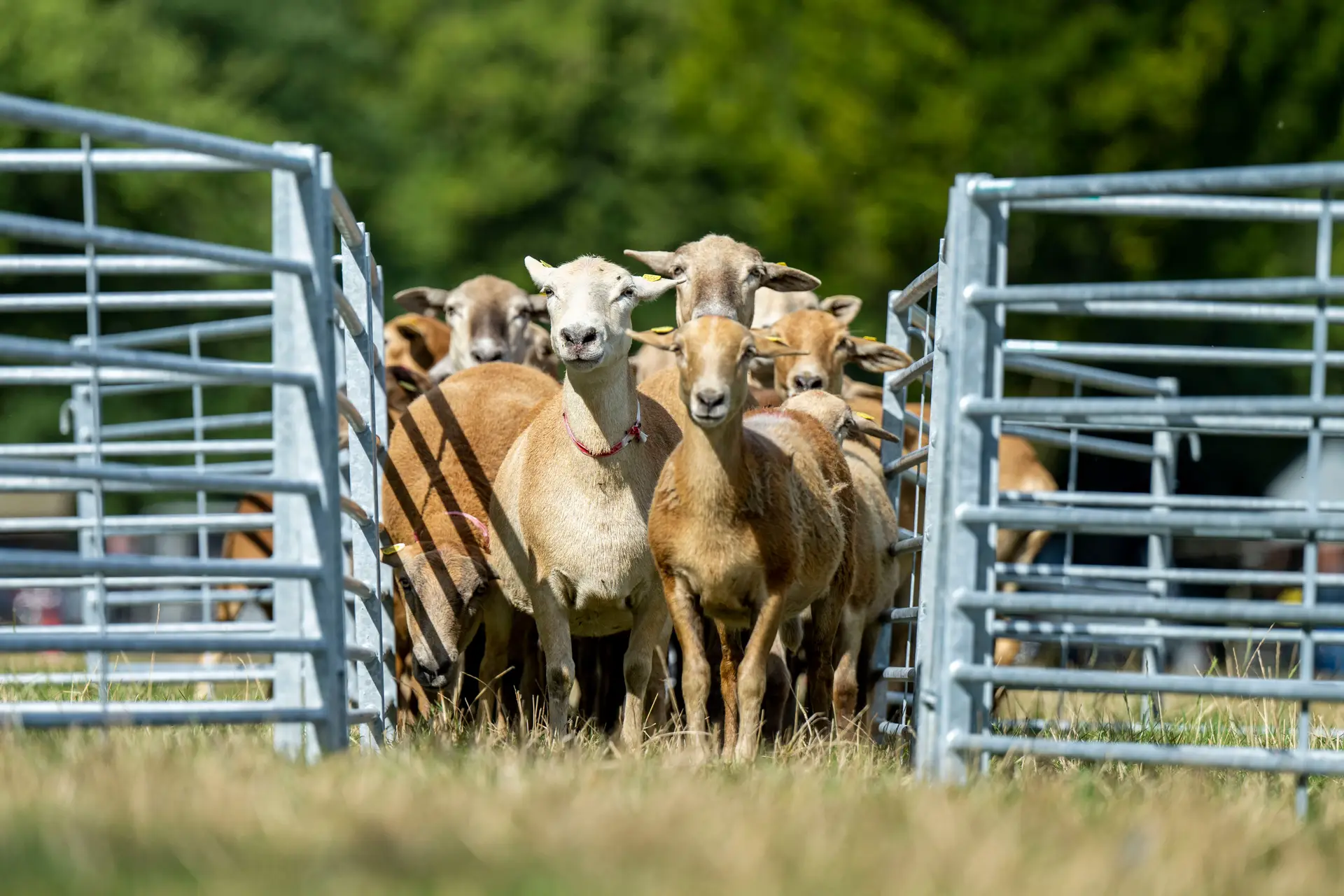 Surto de língua azul afeta nove distritos, CAP lembra que vacinação é ...