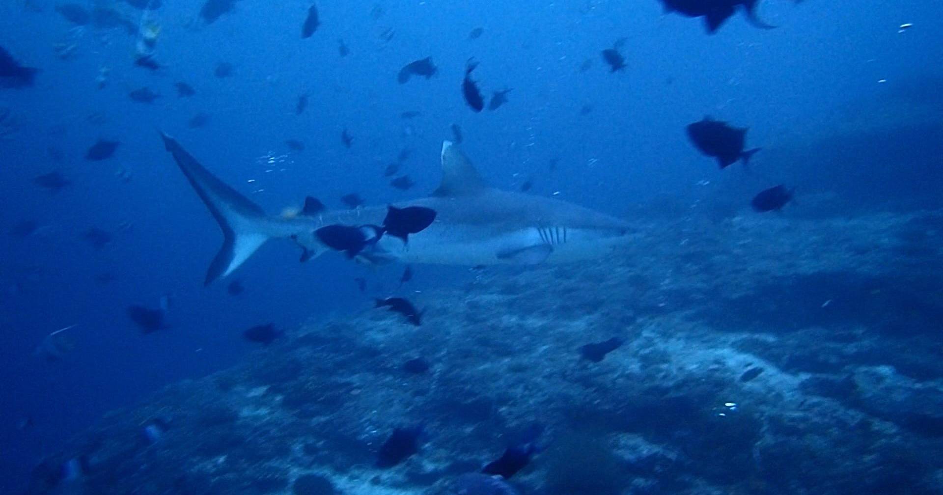 Várias espécies de tubarão mergulham a mais de mil metros de ...