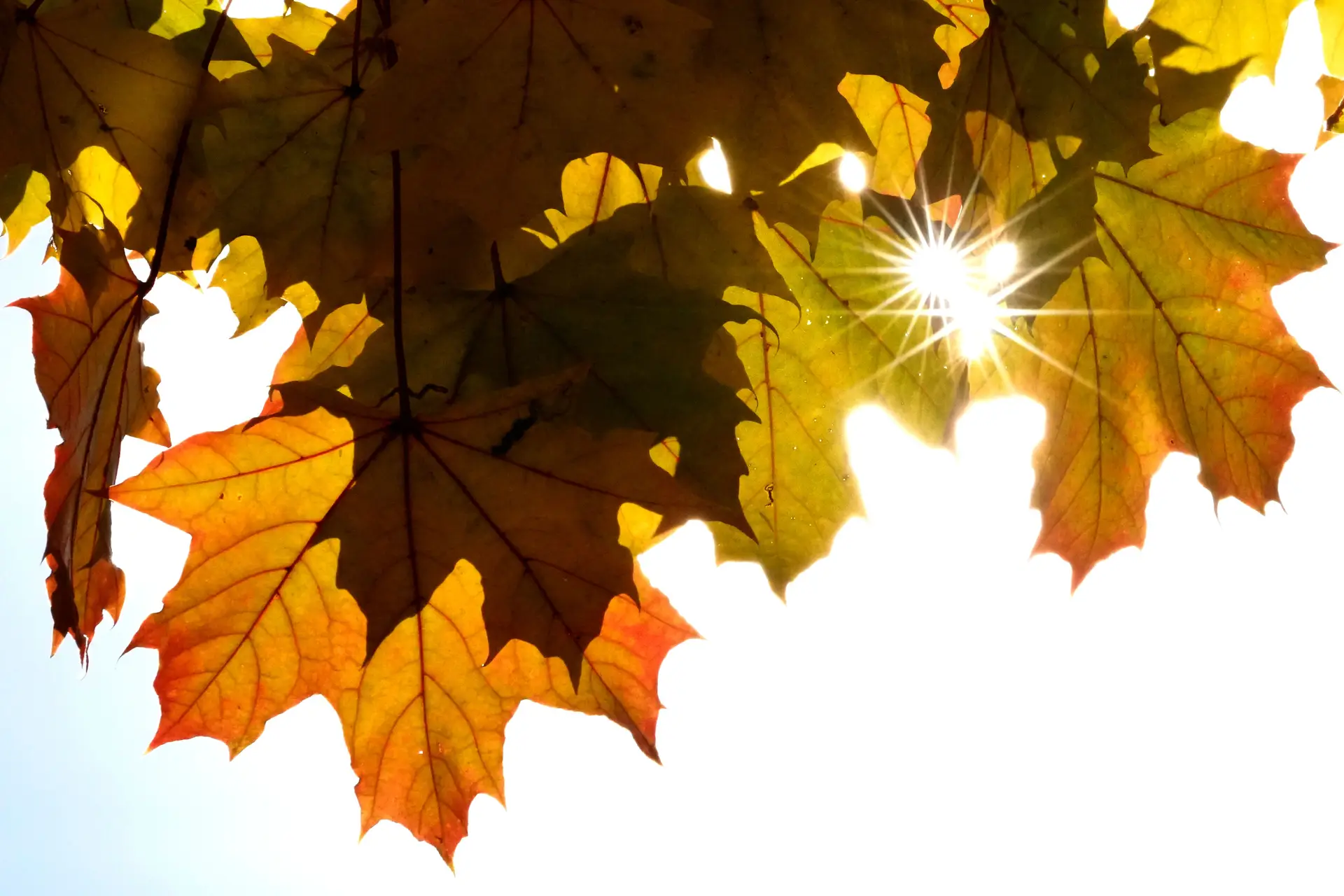 Outono começa com temperaturas até 31ºC - SIC Notícias