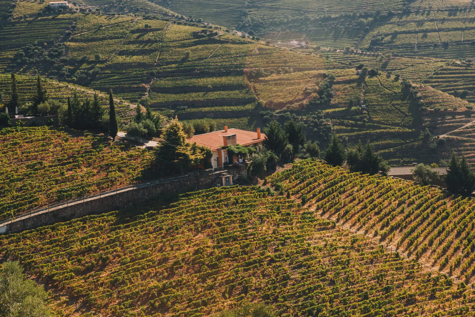Quinta Vale D. Maria: Em cada vinho uma história do Douro - SIC Notícias