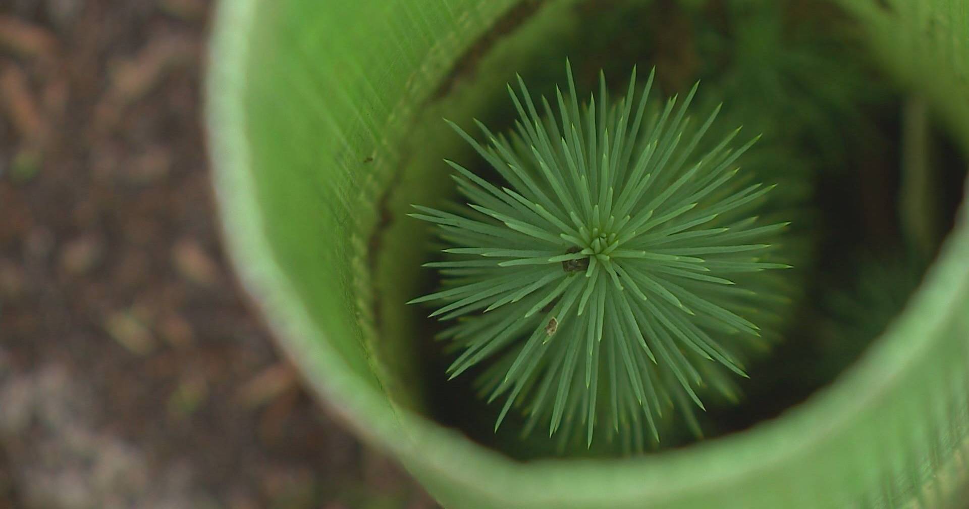 Recuperação do pinhal de Leiria vai demorar mais quatro anos - SIC Notícias