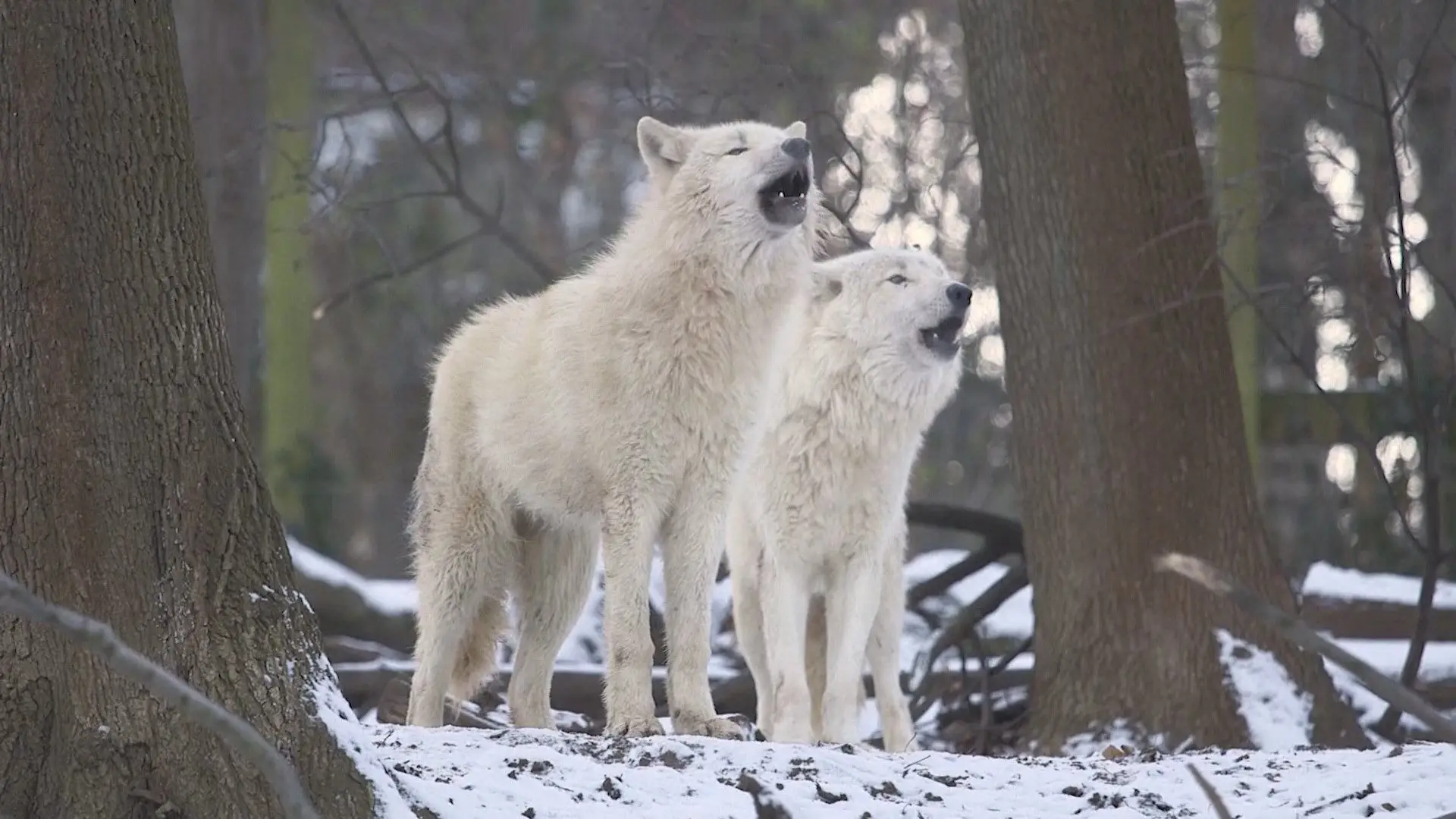 Com a chegada da neve, os lobos árticos do Zoo de Viena mudaram o pelo ...