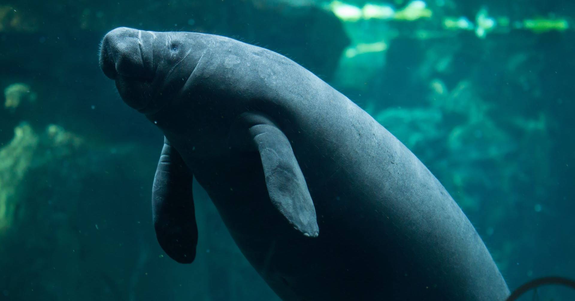 Manatins estão em risco na Flórida. Mas de quem é a culpa? - SIC Notícias