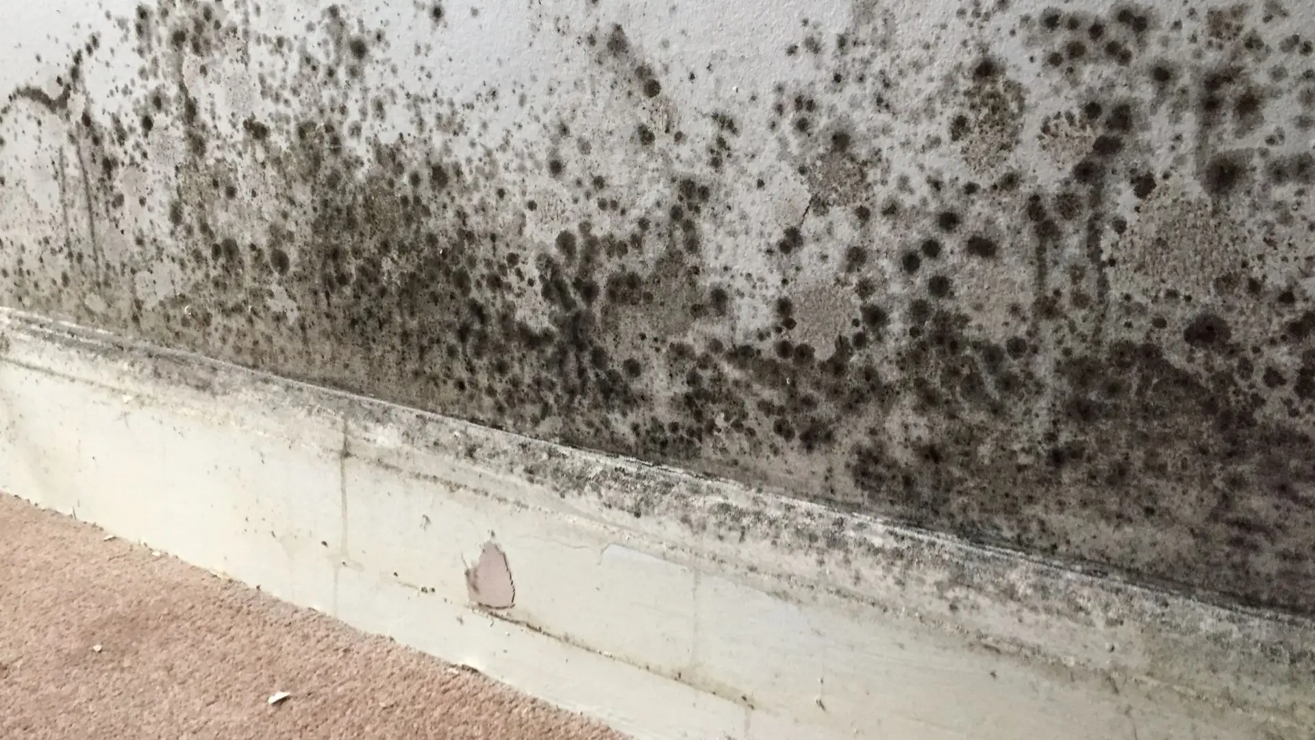 A humidade e o bolor podem ser "causas silenciosas" de doenças - SIC ...