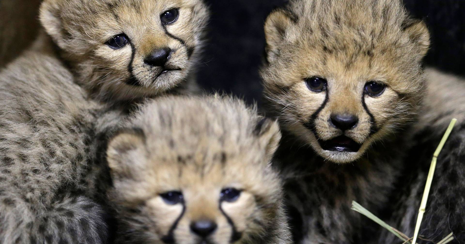 Nasceram as primeiras chitas 70 anos depois de extinção na Índia - SIC ...