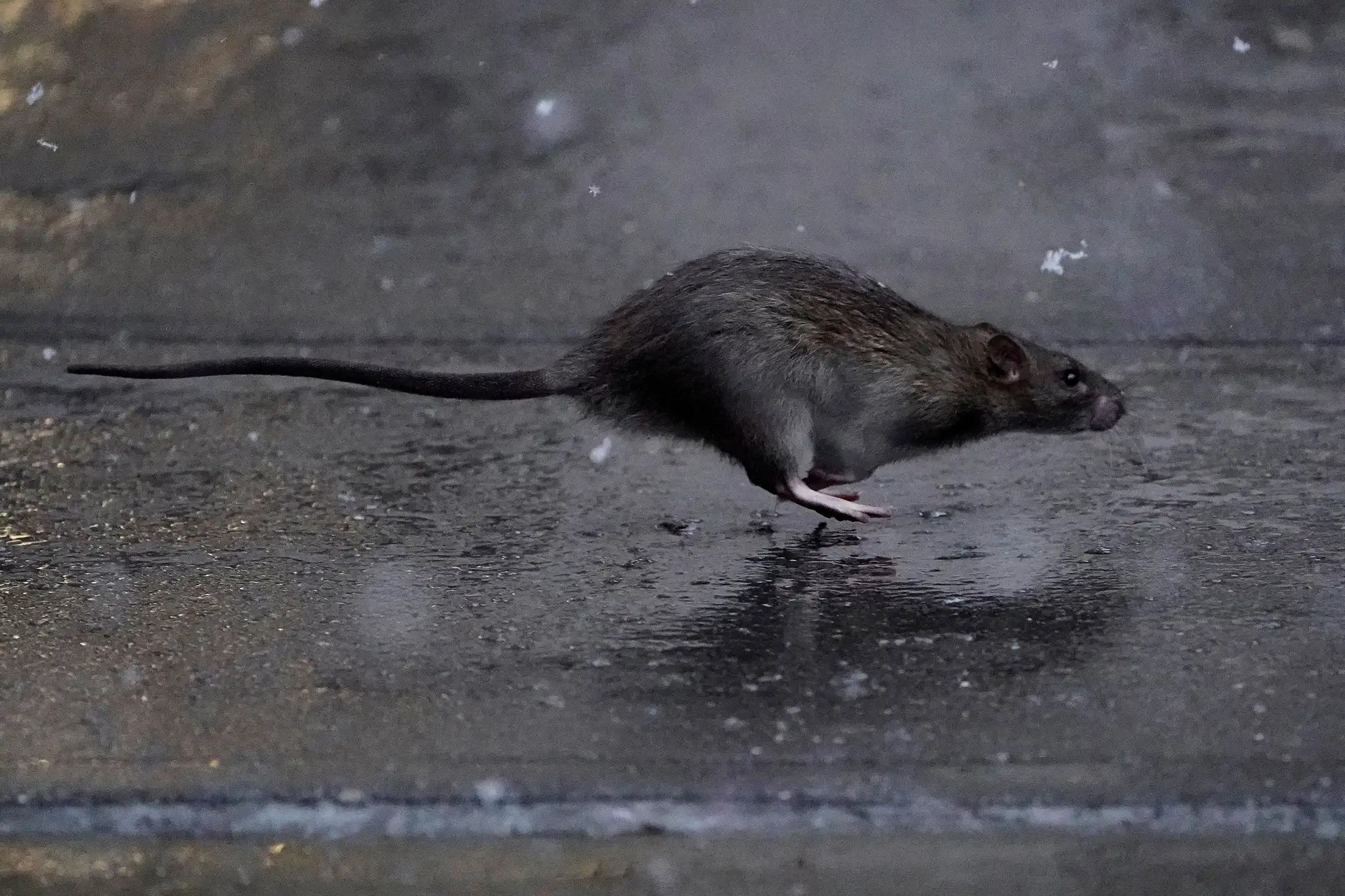 Nova Iorque quer acabar de uma vez por todas com os ratos na cidade ...