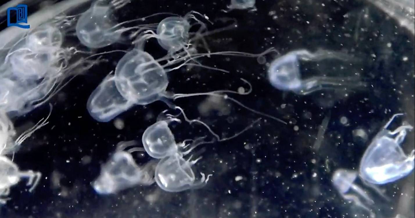 Descoberta nova espécie de alforreca com 24 olhos em área protegida de ...