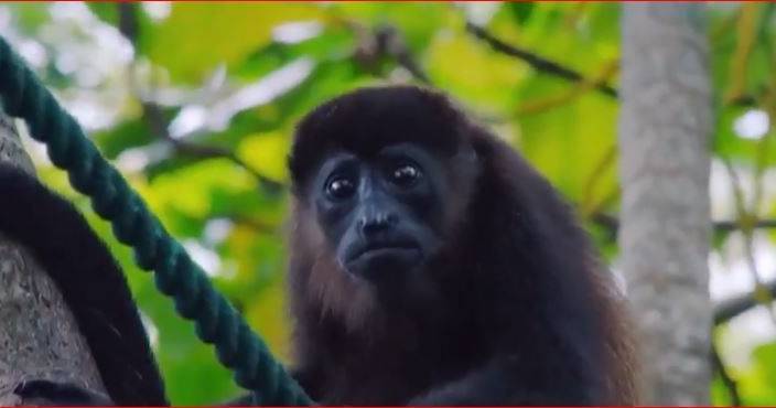 A guardiã de macacos: a incrível história de uma mulher que vive ...