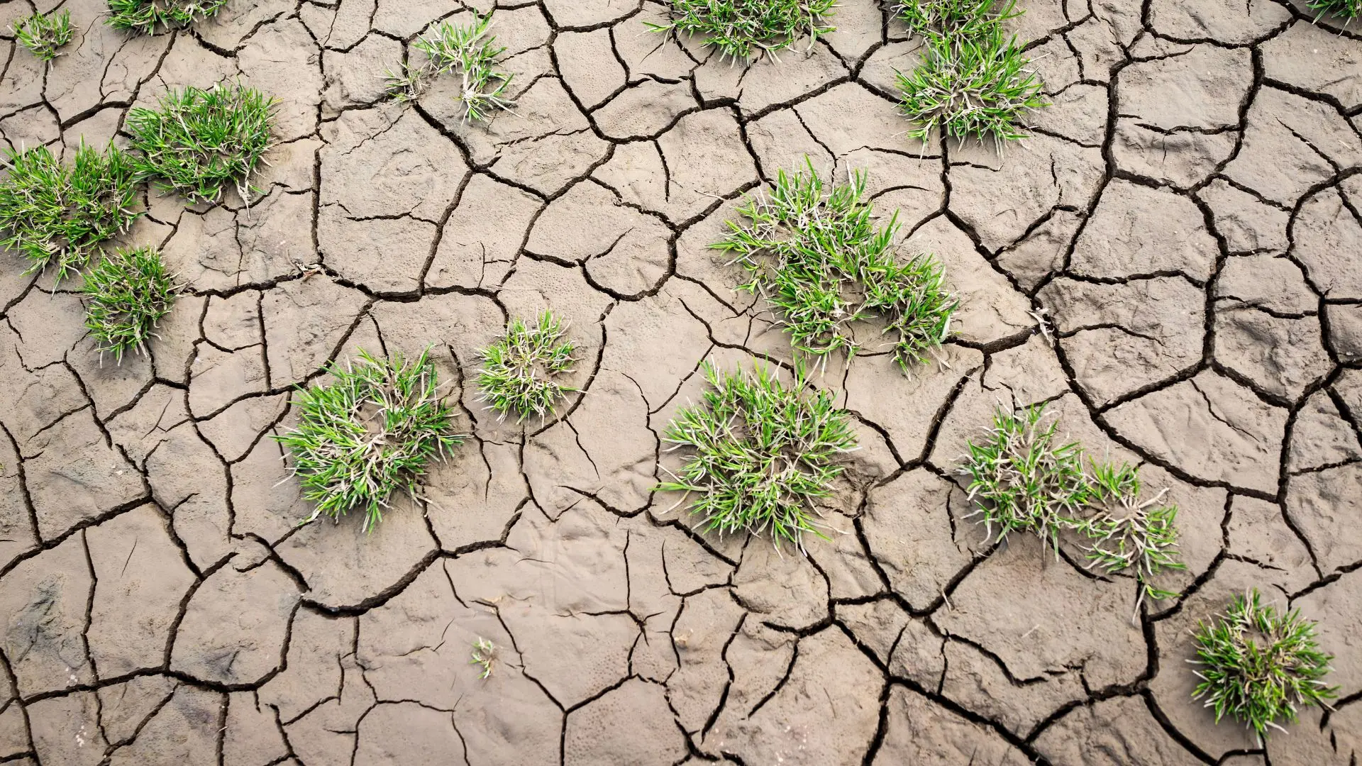 Seca sem fim: 46% do país em seca severa ou extrema - SIC Notícias