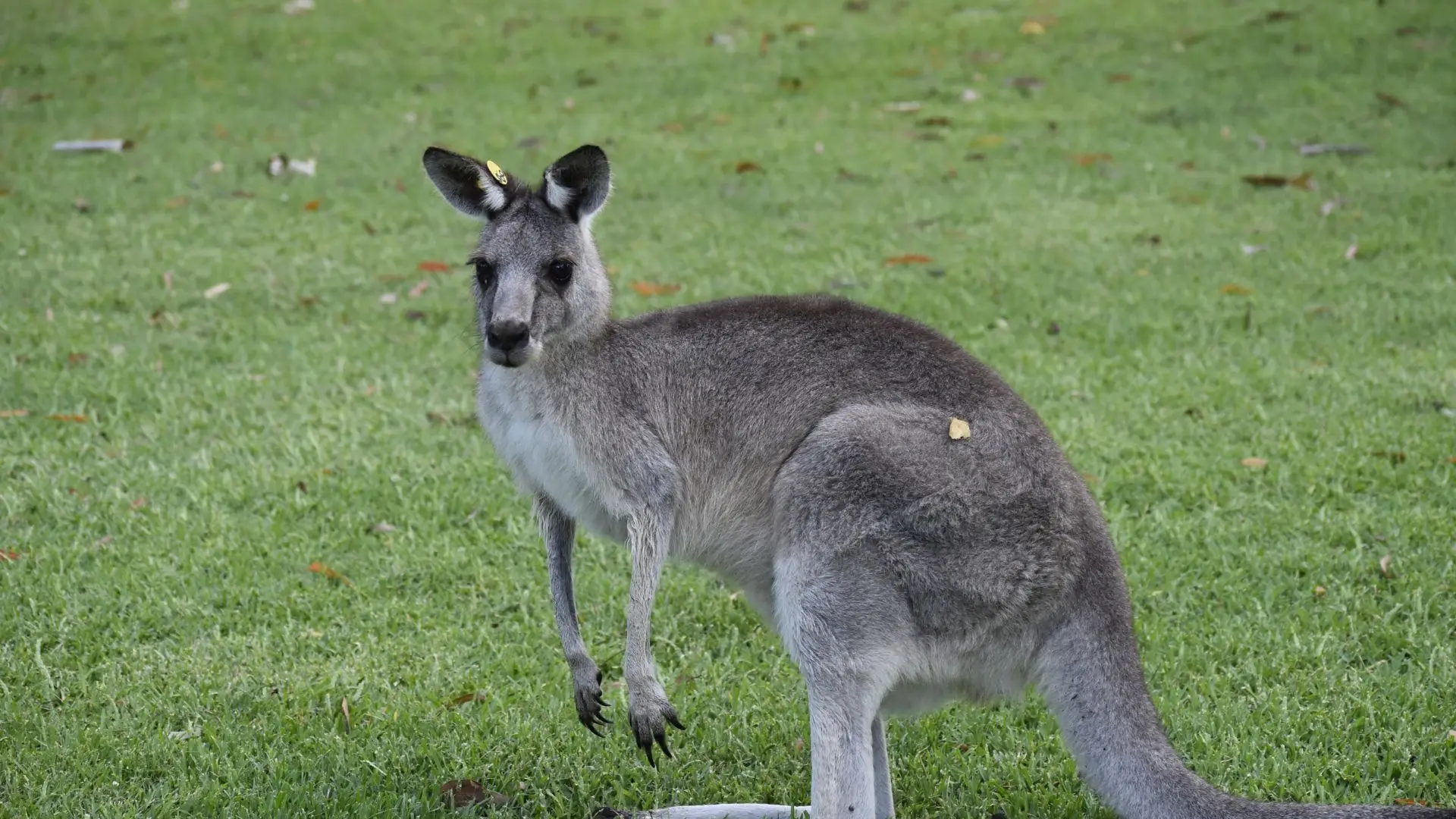 Canguru foge de casa e anda aos saltos por Vizela - SIC Notícias