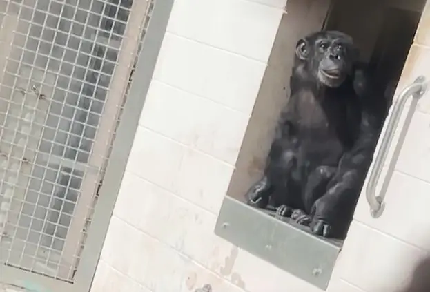 A reação comovente de uma chimpanzé de 29 anos ao ver o céu pela ... A reação comovente de uma chimpanzé de 29 anos ao ver o céu pela ...