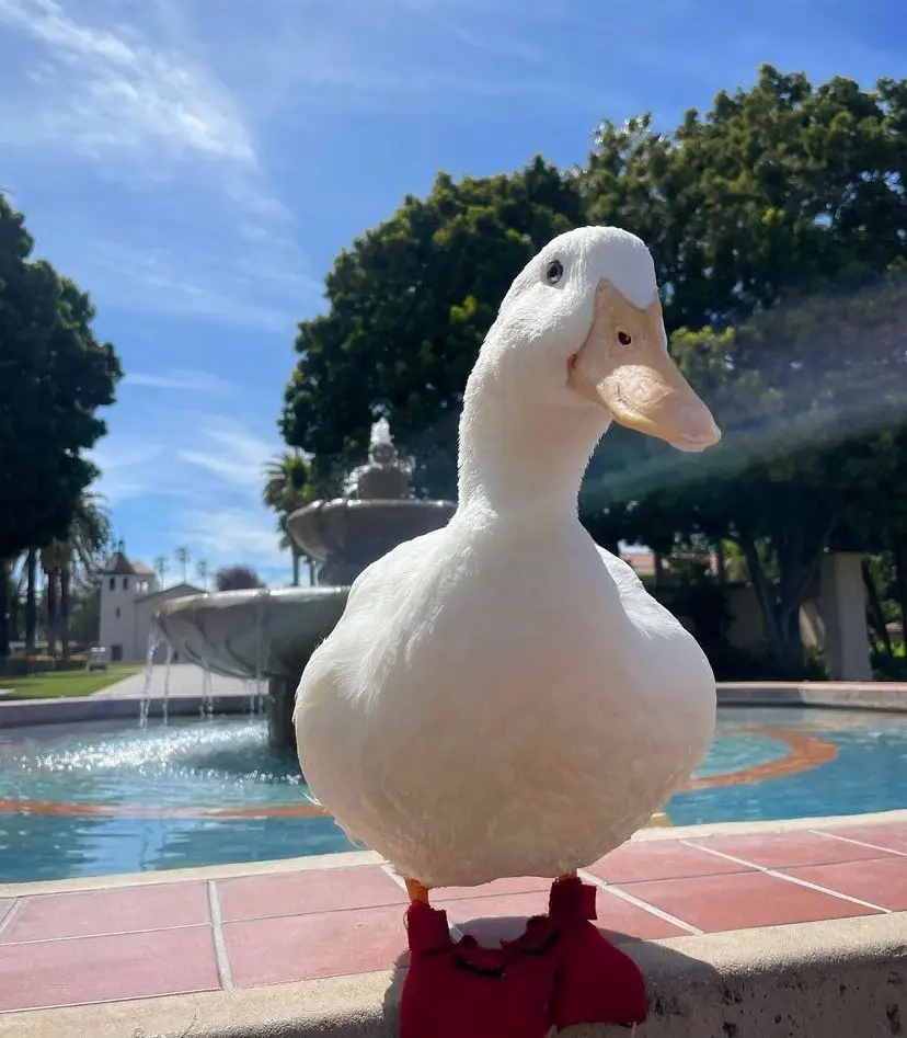 Conheça o pato mais famoso do YouTube - SIC Notícias