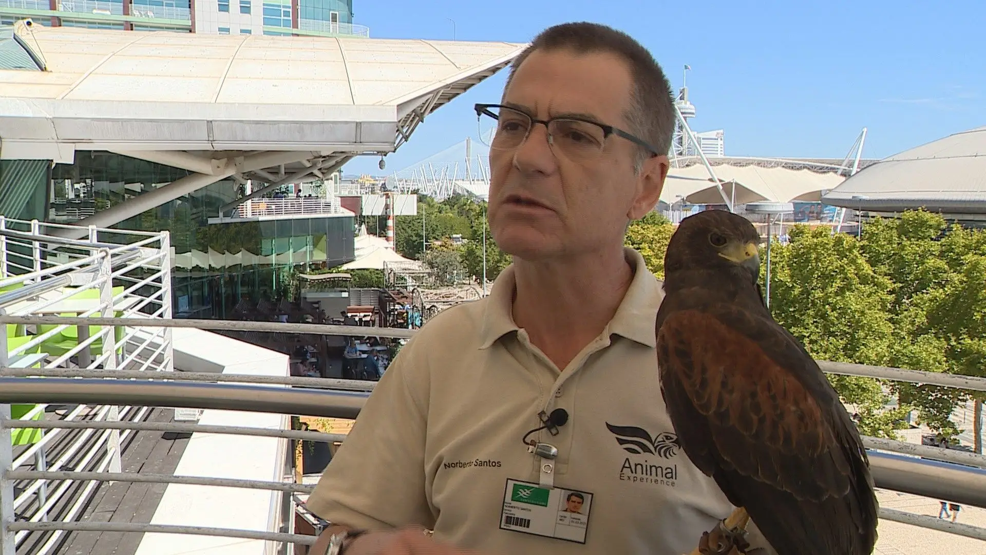 Já conhece o Robin? Eis a águia que afugenta visitas indesejadas no ...