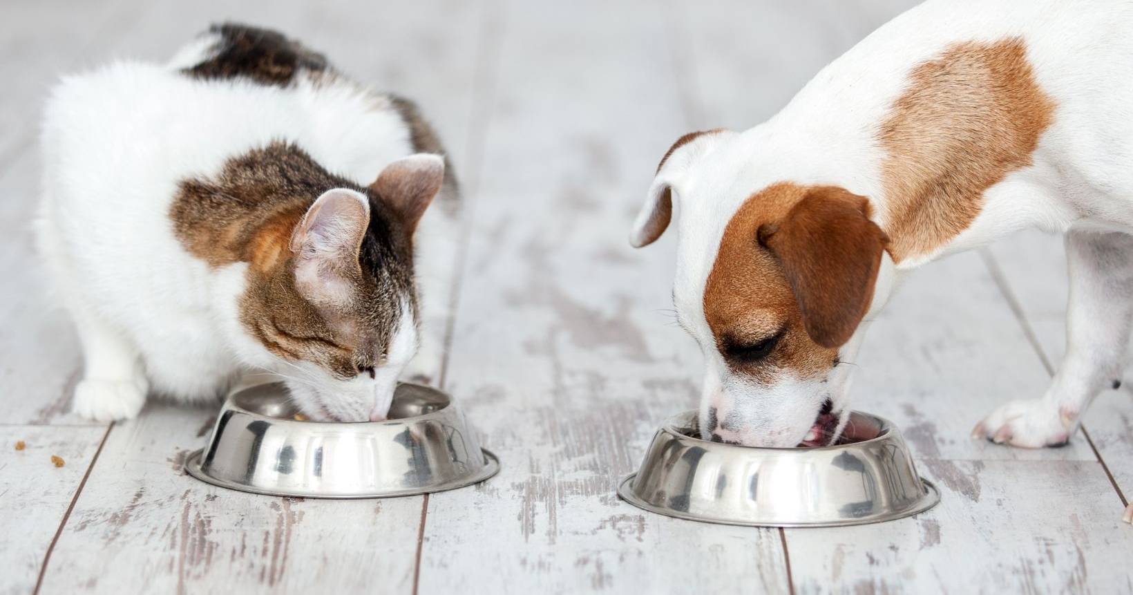 "Há pessoas que deixam de comer para alimentar o animal" - SIC Notícias