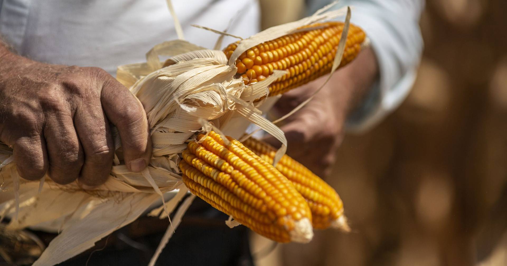O segredo para preparar o milho tradicional de Natal em Monchique - SIC ...