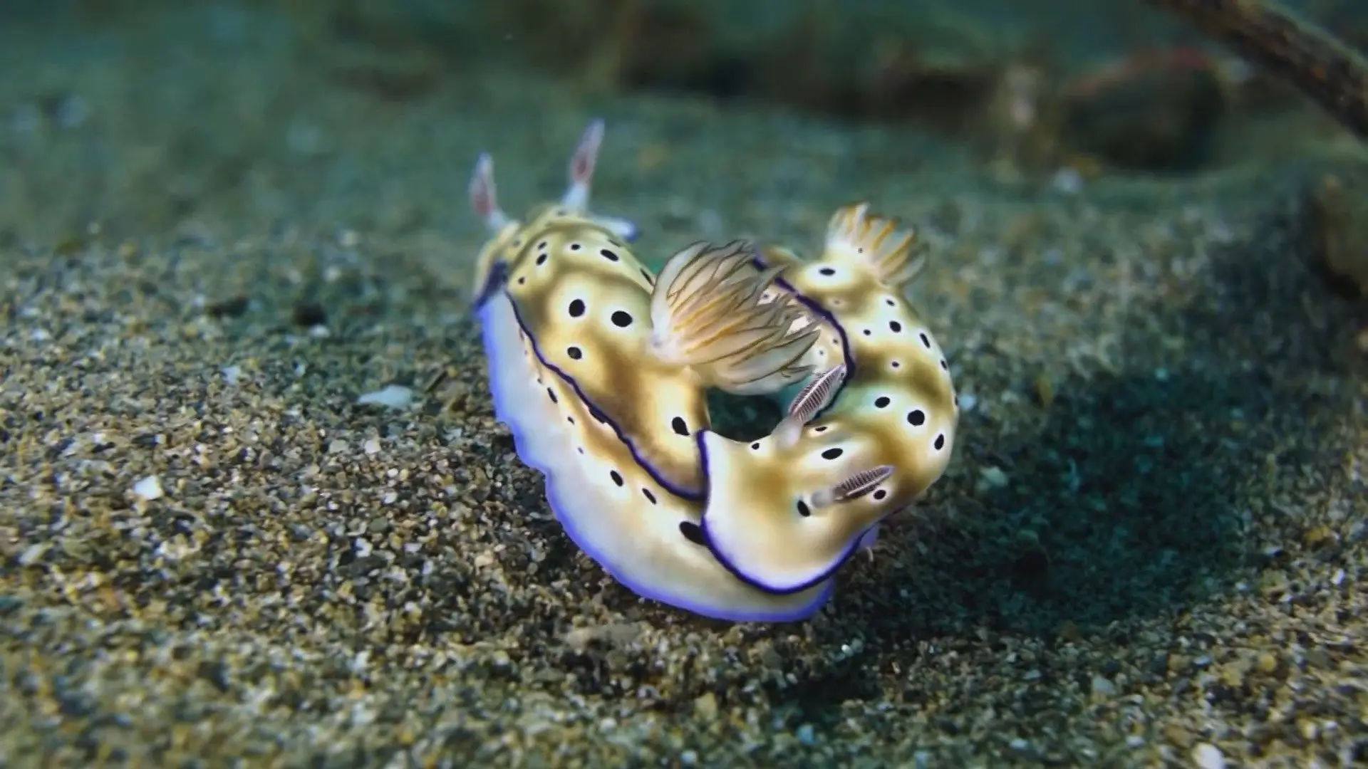 Descobertas novas espécies marinhas nas águas de Timor-Leste - SIC Notícias