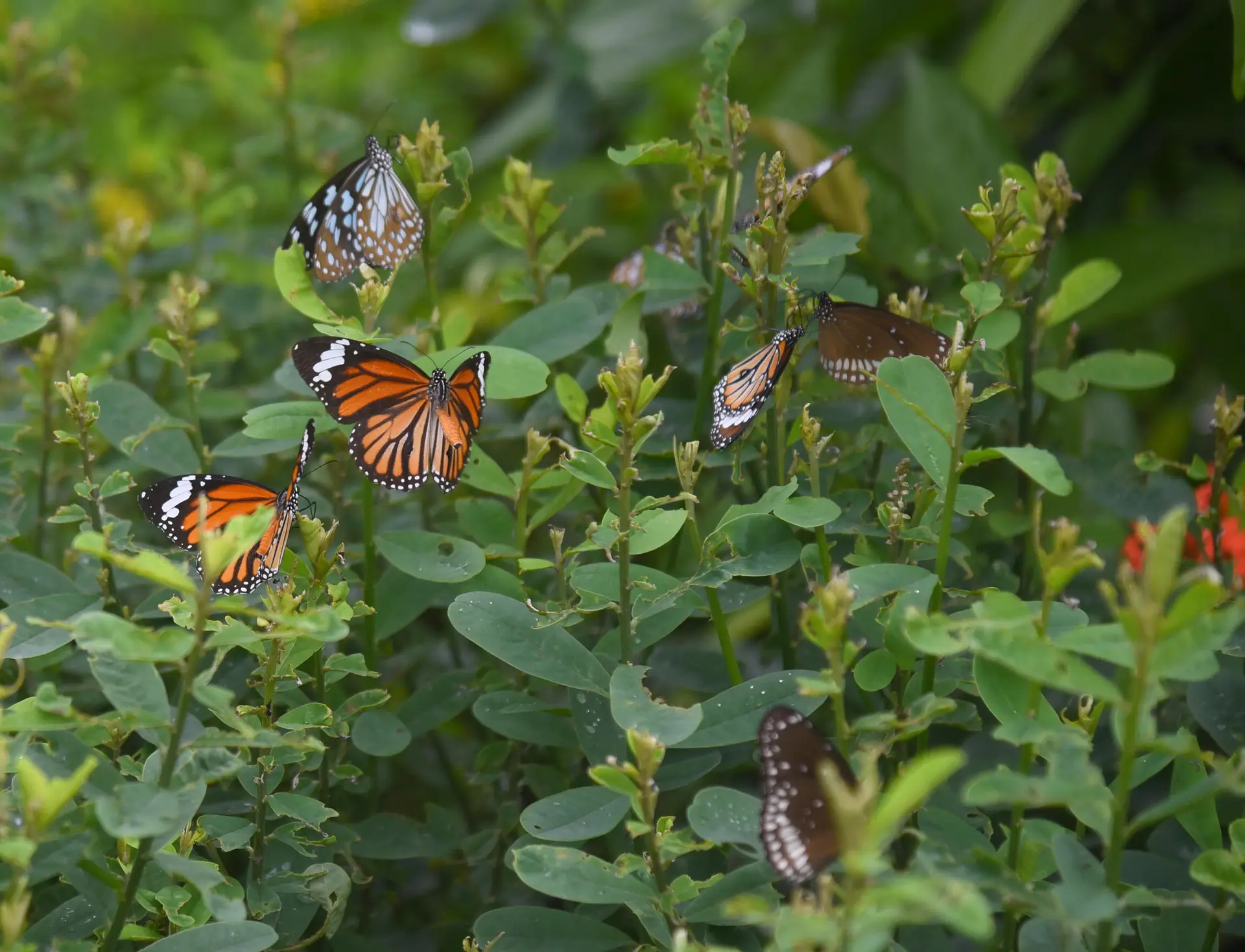 Carcavelos recebe a primeira floresta Miyawaki em Cascais - SIC Notícias