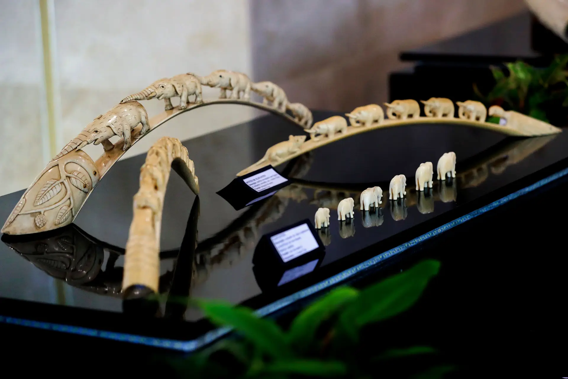 De Angola para Portugal e Espanha: peças de marfim regressam à origem ...