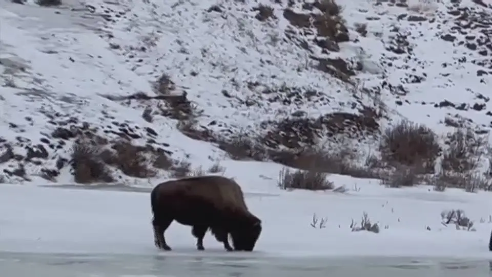 Queda de bisonte no gelo torna-se viral nas redes sociais - SIC Notícias