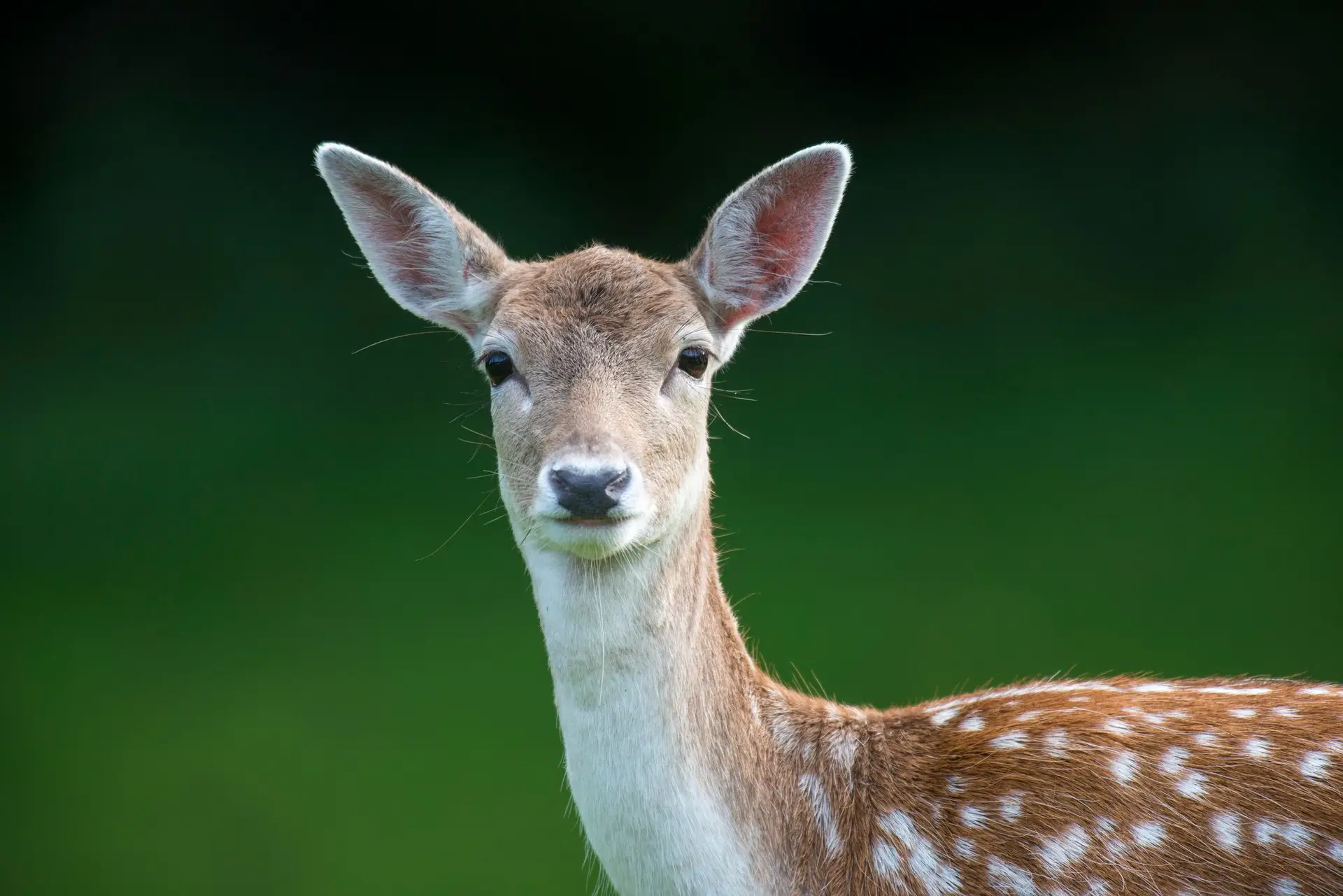 Parque dos Gamos: autarquia de Castelo de Vide promete melhorias no ...