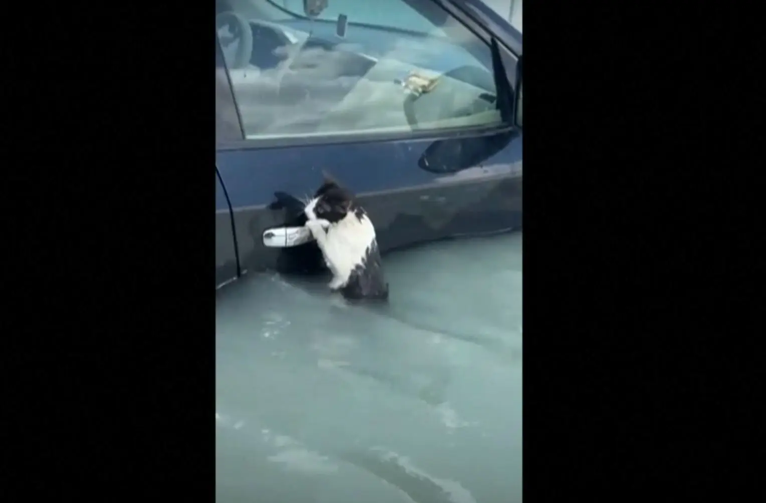 Chuvas torrenciais no Dubai: porta de carro salva gatinho de desfecho ...