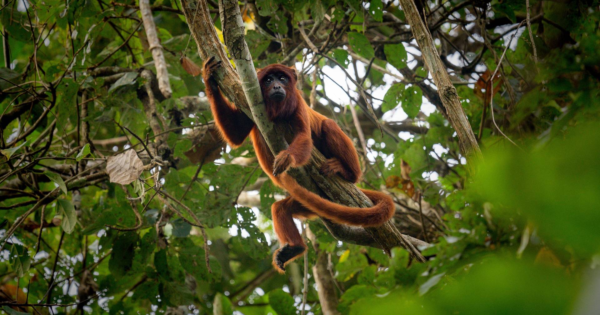 Está tanto calor no México que os macacos bugios estão a cair mortos ...