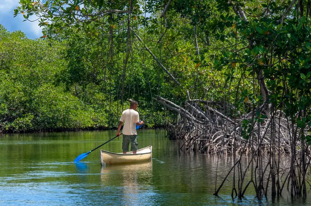 "Desastroso para a natureza": metade dos ecossistemas de mangais em ...