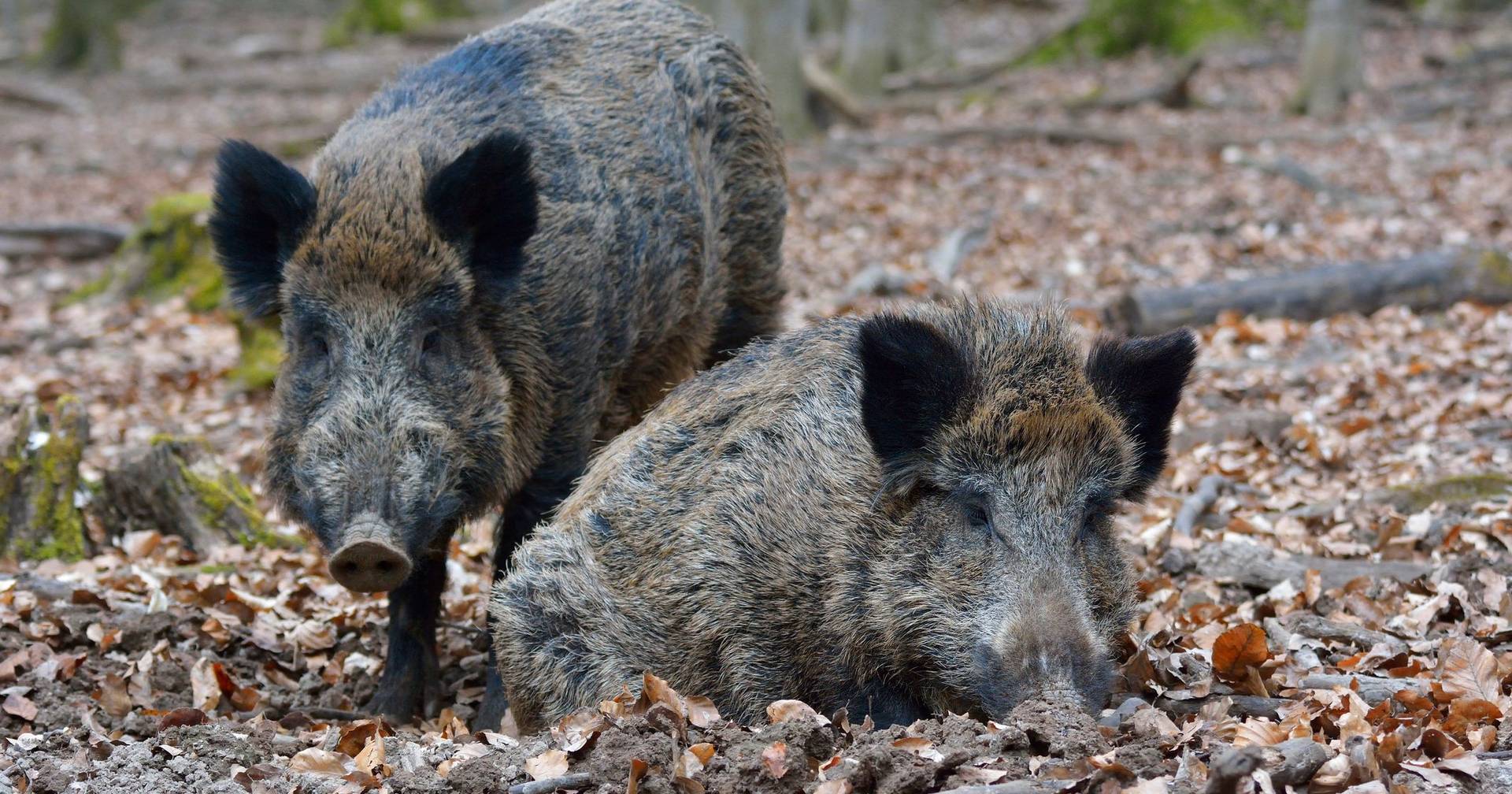 “Javali à solta”: são cada vez mais, não têm medo dos humanos e ...