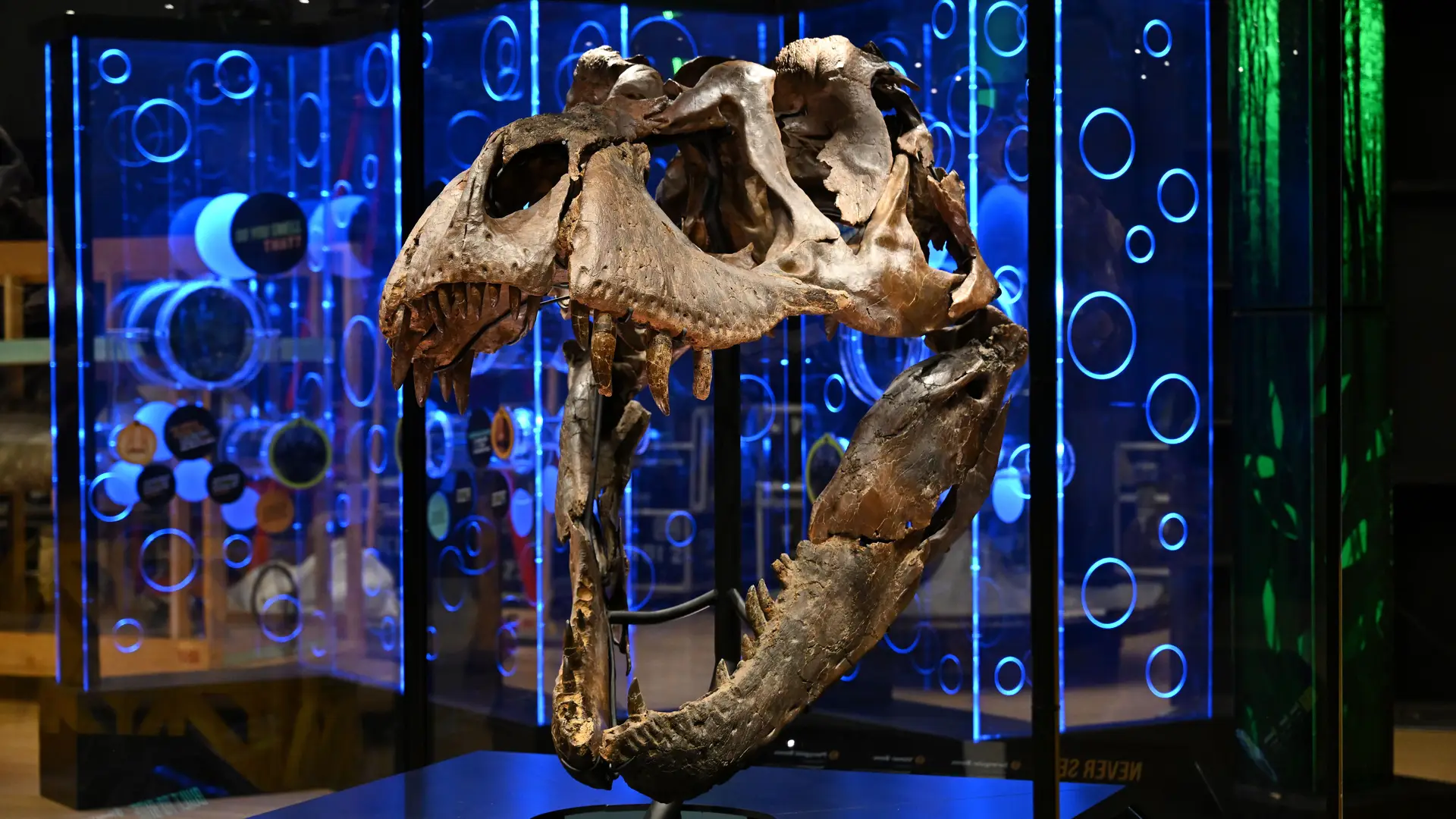 Viajar 66 milhões de anos no tempo: os 199 ossos de um T-Rex em ...