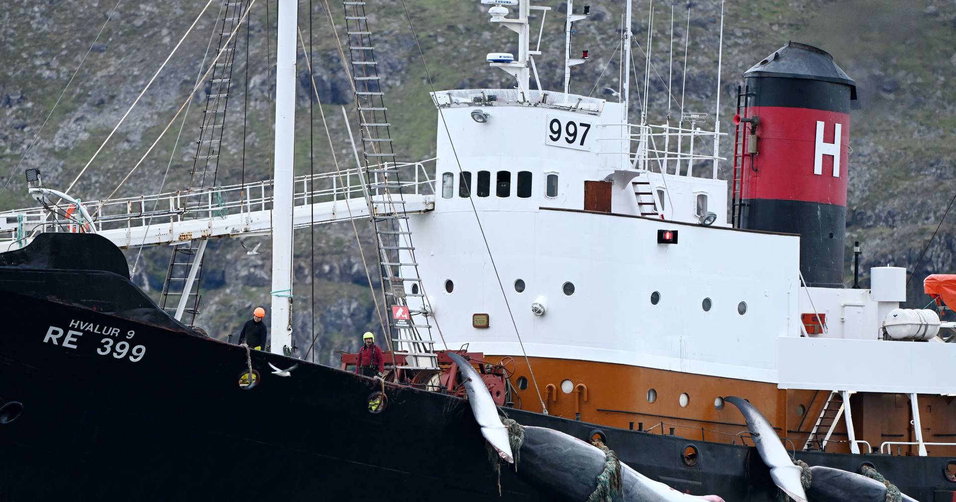 Apesar do coro de críticas, Governo da Islândia abre a época de caça às ...