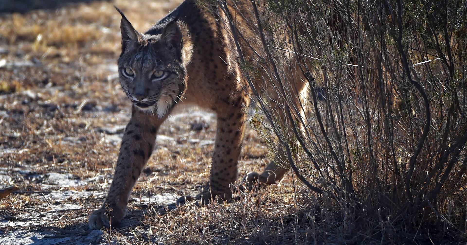Segredo do lince-ibérico para evitar a extinção: a ajuda inesperada do ...