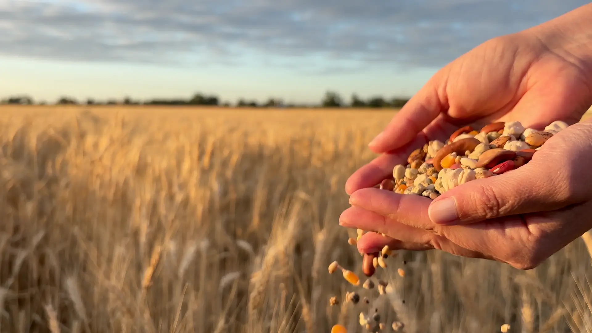"Semear o Futuro": Portugal é dos que mais envia sementes para o Ártico ...