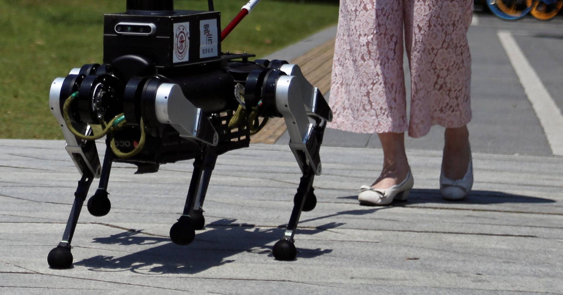 China testa cão-guia robô capaz de reconhecer sinais de semáforo - SIC ...