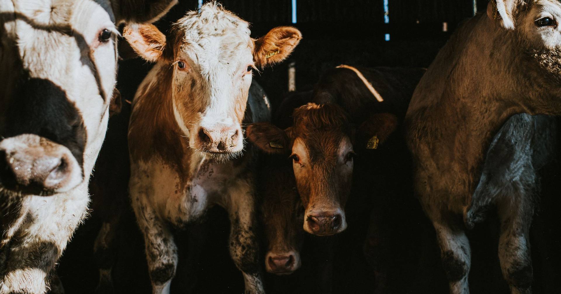 Novo serotipo da doença da língua azul detetado no Alentejo - SIC Notícias